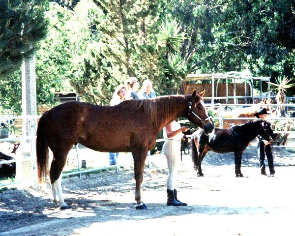 Showmanship class at schooling show
