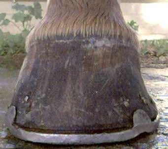 Front Left Hoove, Front view, sequence H