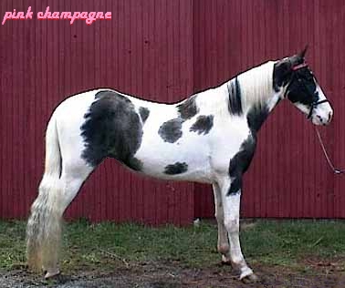 Silver Maple Horse Park Mares