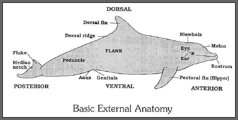 A dolphin page with anatomy and physiology