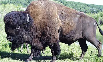 Combien de bison sont à Minnedosa?