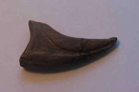 More Real Dinosaur Fossils for sale from Taylor Made Fossils