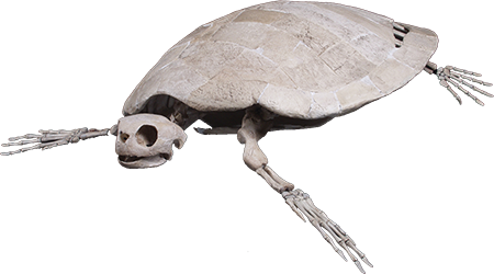 Sea Turtle Skeleton