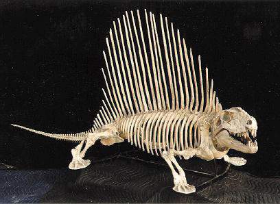 Dimetrodon skull and skeleton casts replicas Dimetrodon fossils ...
