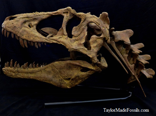 t.rex cast replicas trex skull t.rex casts trex replicas Stan the T-rex ...