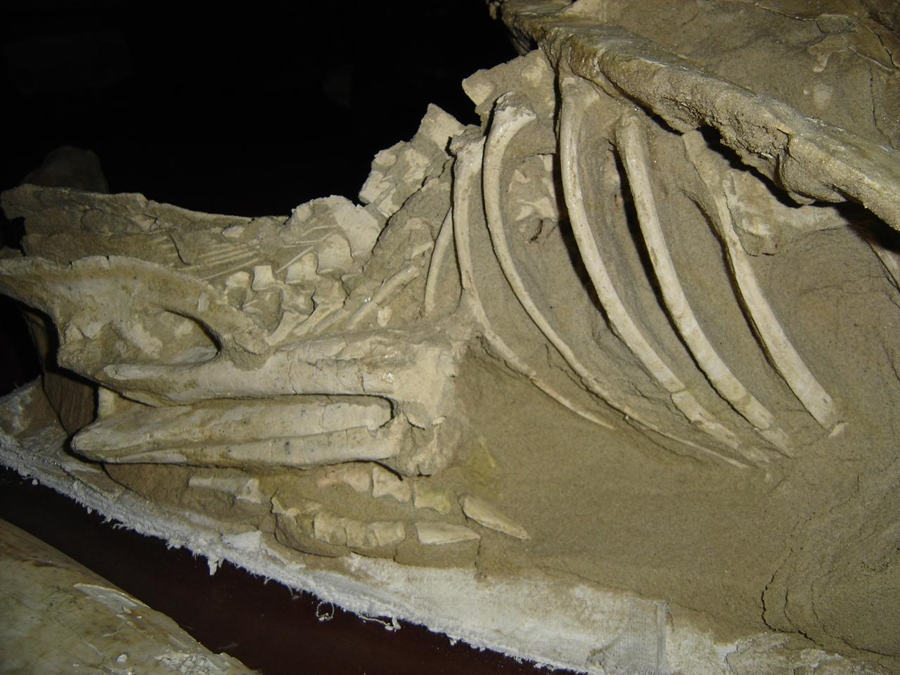 More Real Dinosaur Fossils for sale from Taylor Made Fossils