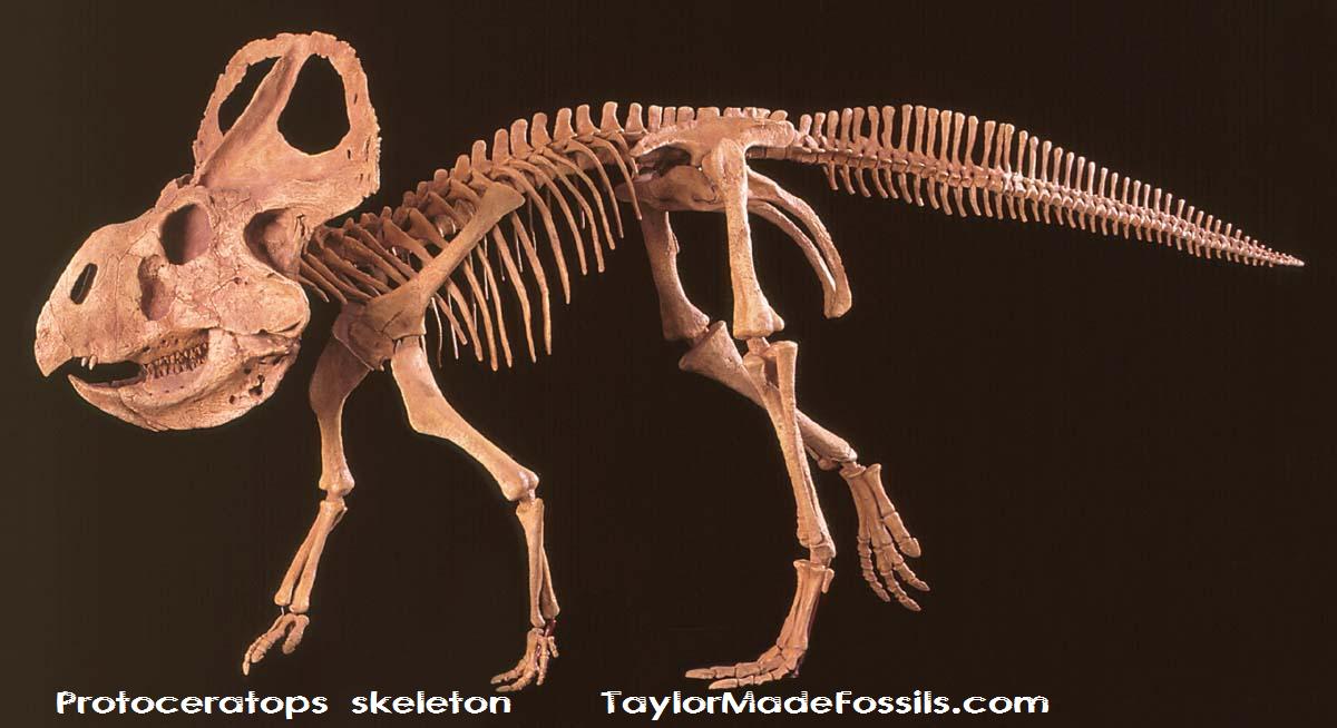 Protoceratops skeleton fossils and Protoceratops skull and skeleton ...