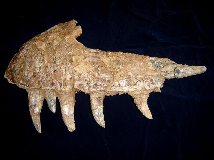 More Real Dinosaur Fossils for sale from Taylor Made Fossils