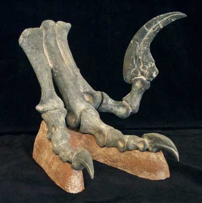 Utahraptor cast replicas Utah raptor dinosaur fossils casts replicas