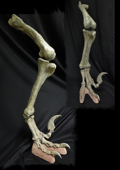 Utahraptor cast replicas Utah raptor dinosaur fossils casts replicas