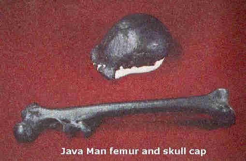 The Leg bones of Homo erectus Java man Trinil 2 femur OH 28 KNM-ER 1808 ...