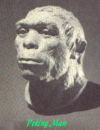 Peking man creation or evolution monkey or man