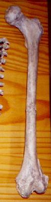 The Leg bones of Homo erectus Java man Trinil 2 femur OH 28 KNM-ER 1808 ...