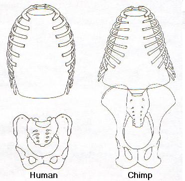 Creation: ribs of Australopithecus afarensis, Lucy and Australopithecus ...
