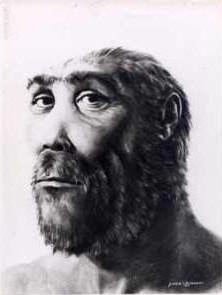 Australopithecus boisei nutcracker man oh 5 zinjanthropus creationist ...