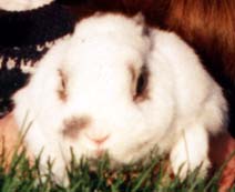 Ruth's Late Rabbit, Jake