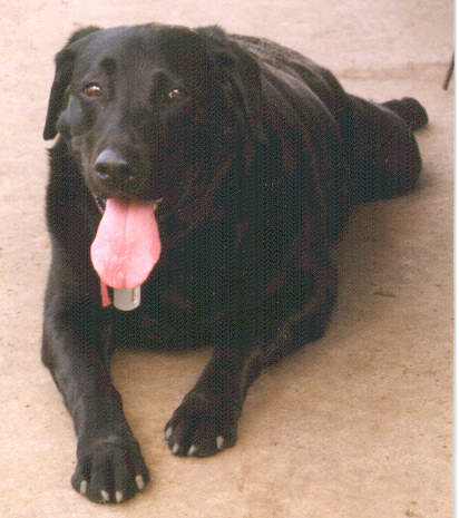 Michigan labrador Retriever Rescue