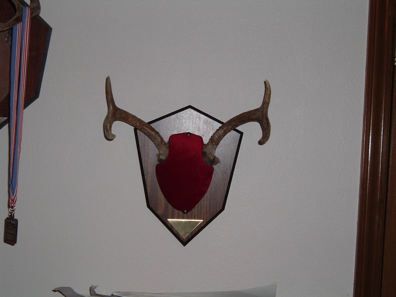 Here is a better pictures of the 4 Point Whitetail Bucks antlers.