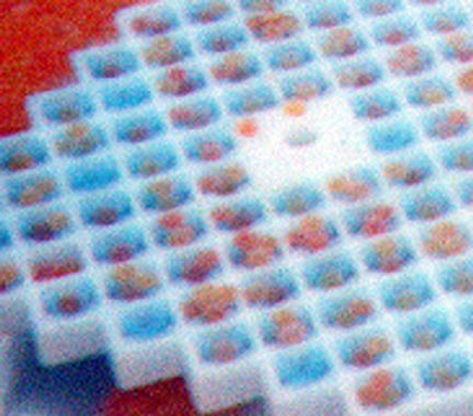 Loading Eggs into Scotty Incubators