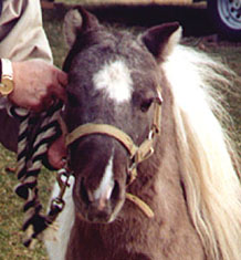 Dasan Farms - Stallion Page