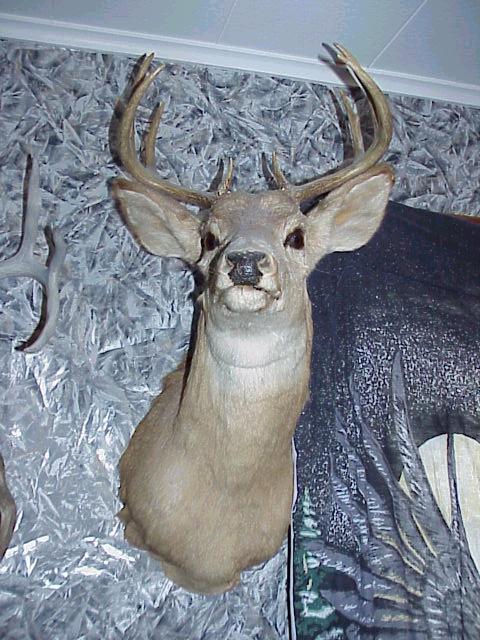 Dh4 Deer Camp - Real Deer Pics