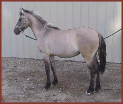 Horses For Sale / At Stud