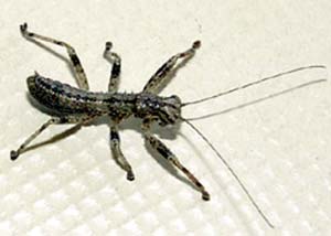 Gladiators - Order Mantophasmatodea