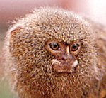 Pygmy Marmosets