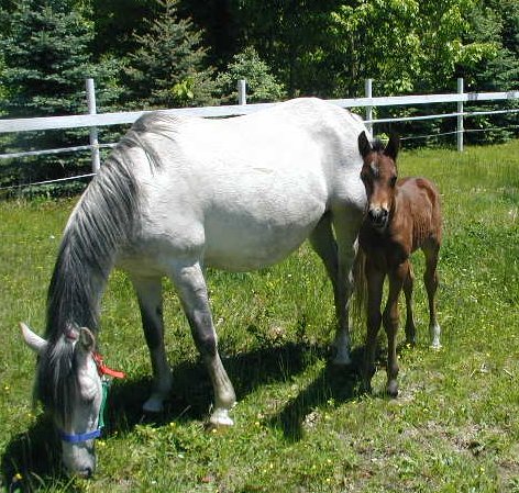 MOON RUN FARM PHOTO PAGES