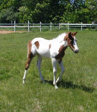 MOON RUN FARM PHOTO PAGES