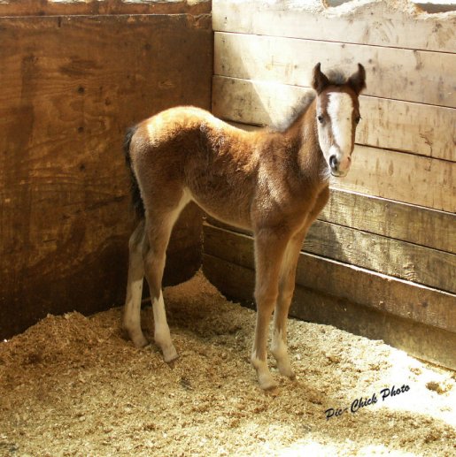 MOON RUN FARM PHOTO PAGES