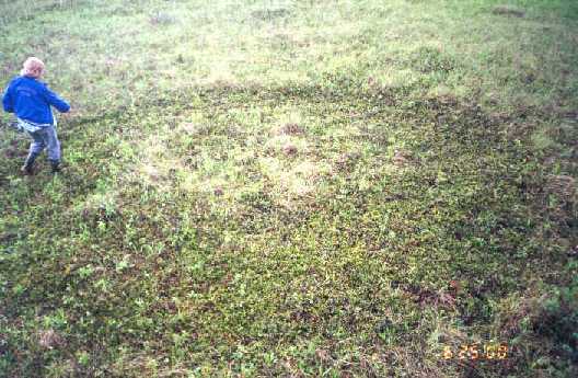 UFO Resource Center: CPR CANADA; CC Research