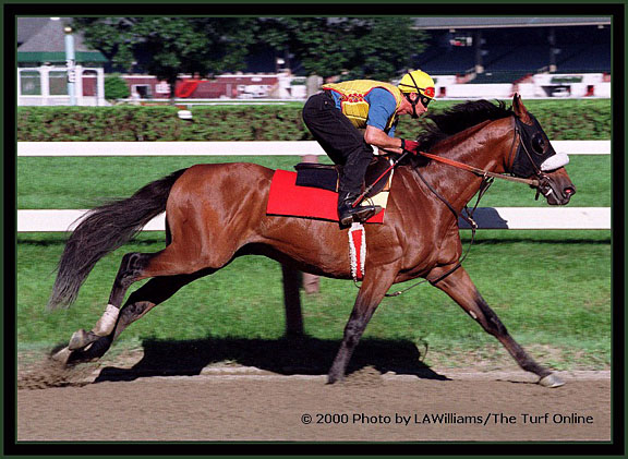 Name:Wonder's Champion