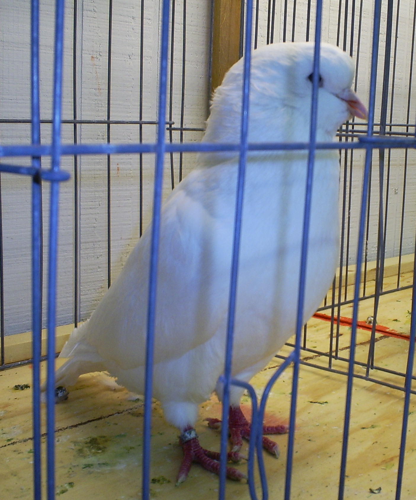 Show Photos & Results