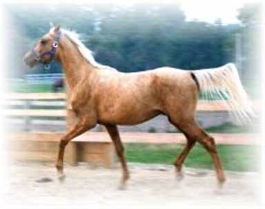 Willow Creek Stables