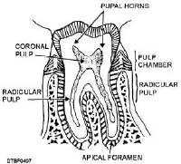 Pulpotomy and Pulpectomy in Children