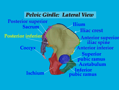 pelvis