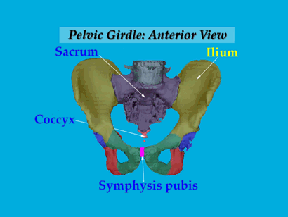 pelvis