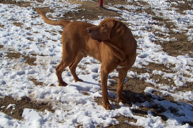 Richards Ranch Pointing Labs is located in northern Wyoming. We raise ...