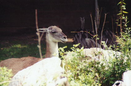 Guanco(Lama)