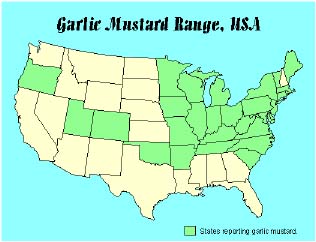 Invasive/Nonative- Garlic Mustard