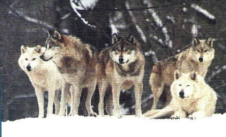 The wolf on the left displays classic signs of submission, especially ...