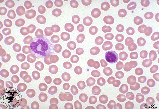 Home Page of Wan-Kyu Eo