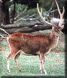 Rusa Deer
