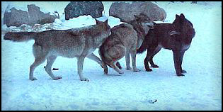 This picture shows an example of the rolling submit. This behavior in ...