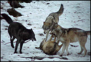 Dominance within Sweet Mystics;