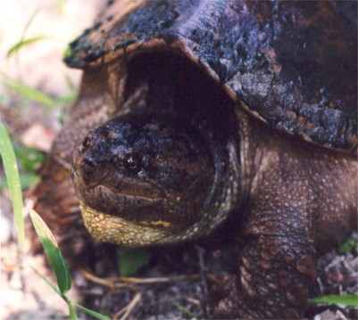 NY Turtles- Snapping Turtle