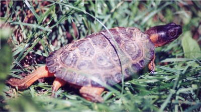 NY Turtles- General Information