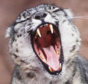 ¤Snow Leopards¤