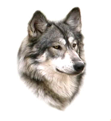 These are pictures of wolves, and a cougar, that I have adopted through ...